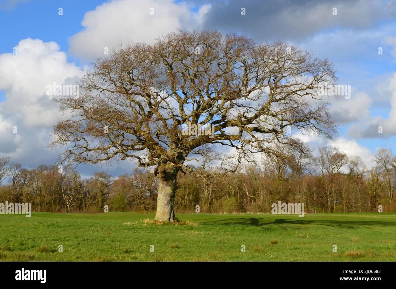 Old tree waiting for leaves in early spring Stock Photo - Alamy
