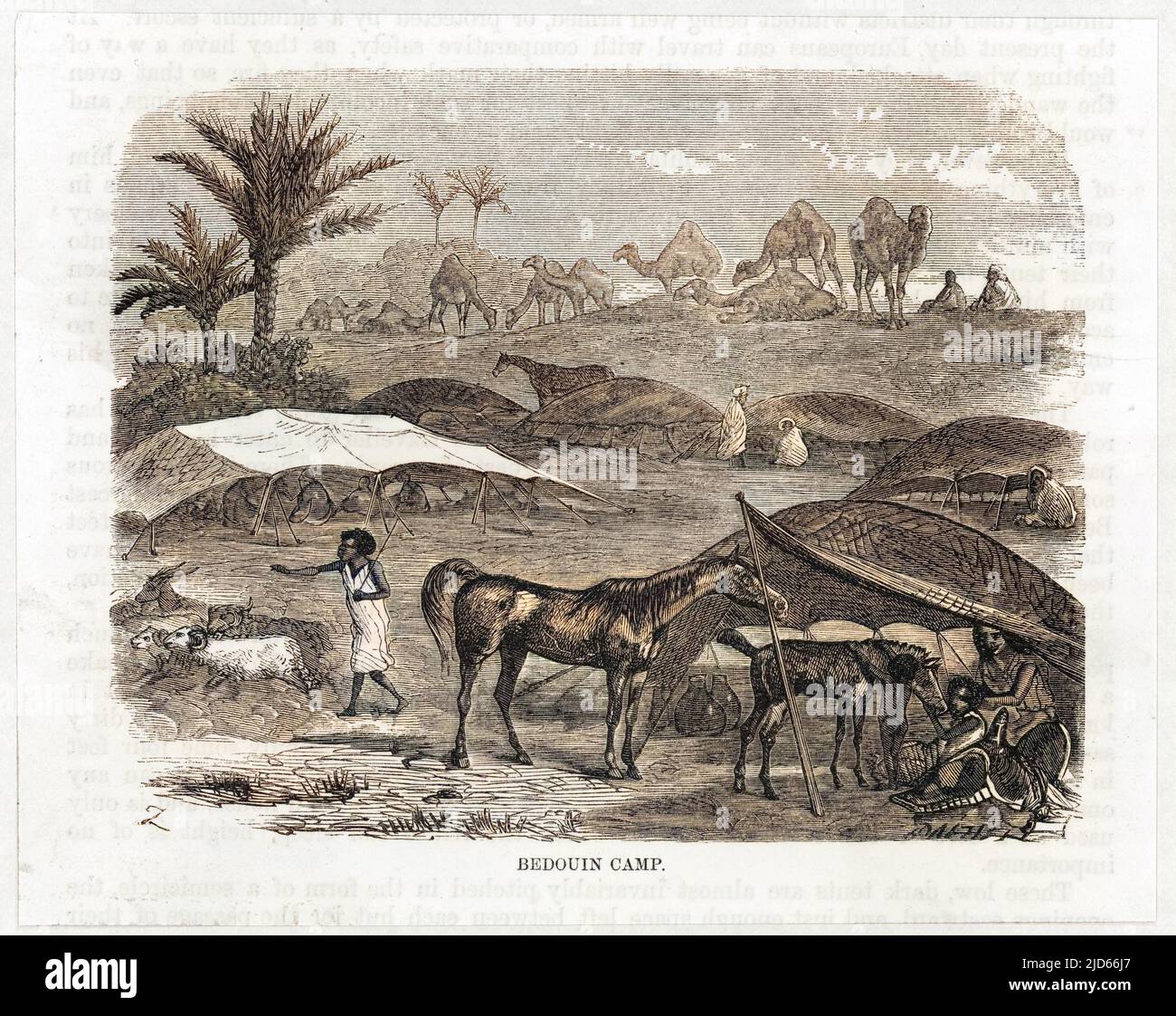 A Bedouin camp in the desert with carefully tended livestock ...