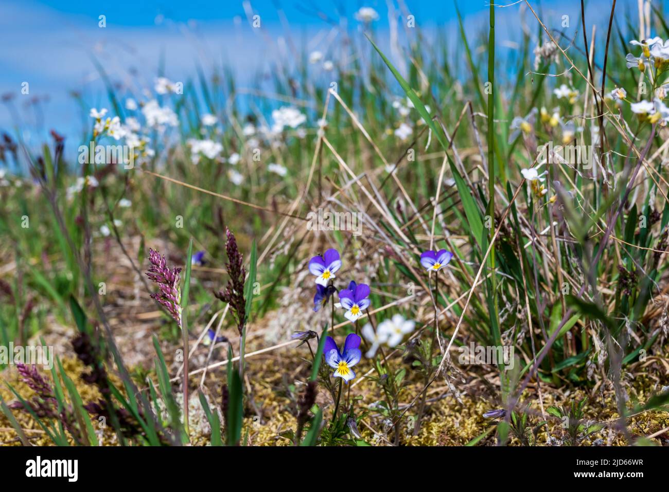 Wild pansy, Johnny Jump up (Viola tricolor) with a blue sky out of ...