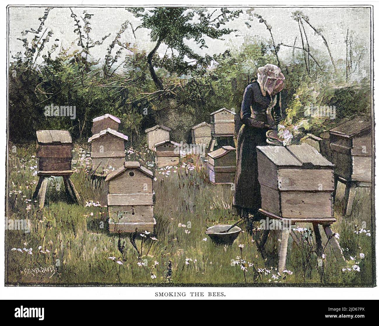 Smoking the bees Colourised version of : 10024589 Date: 1889 Stock ...