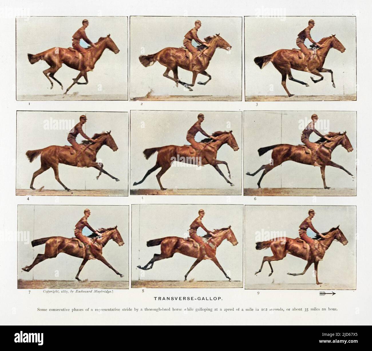 Horse - transverse gallop. Colourised version of : 10043299 Date: 1887 ...