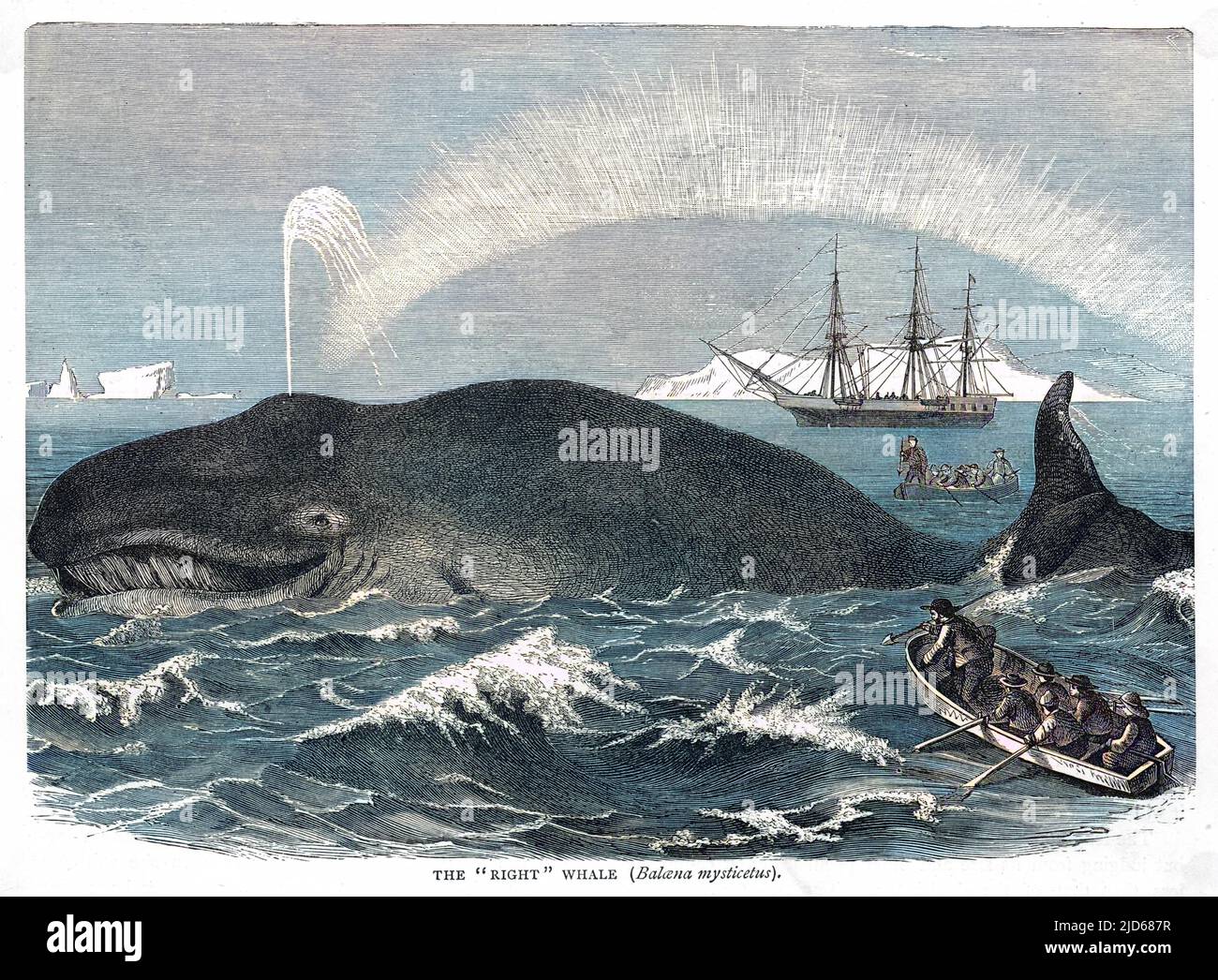 A 'right' whale Colourised version of : 10071280 Date: 19th century ...