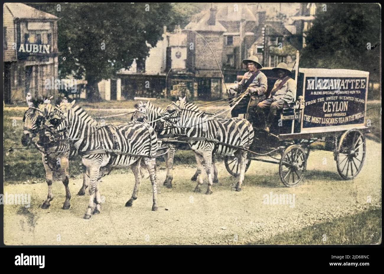 Four zebras in harness pull a Mazawattee tea cart -- purely for ...