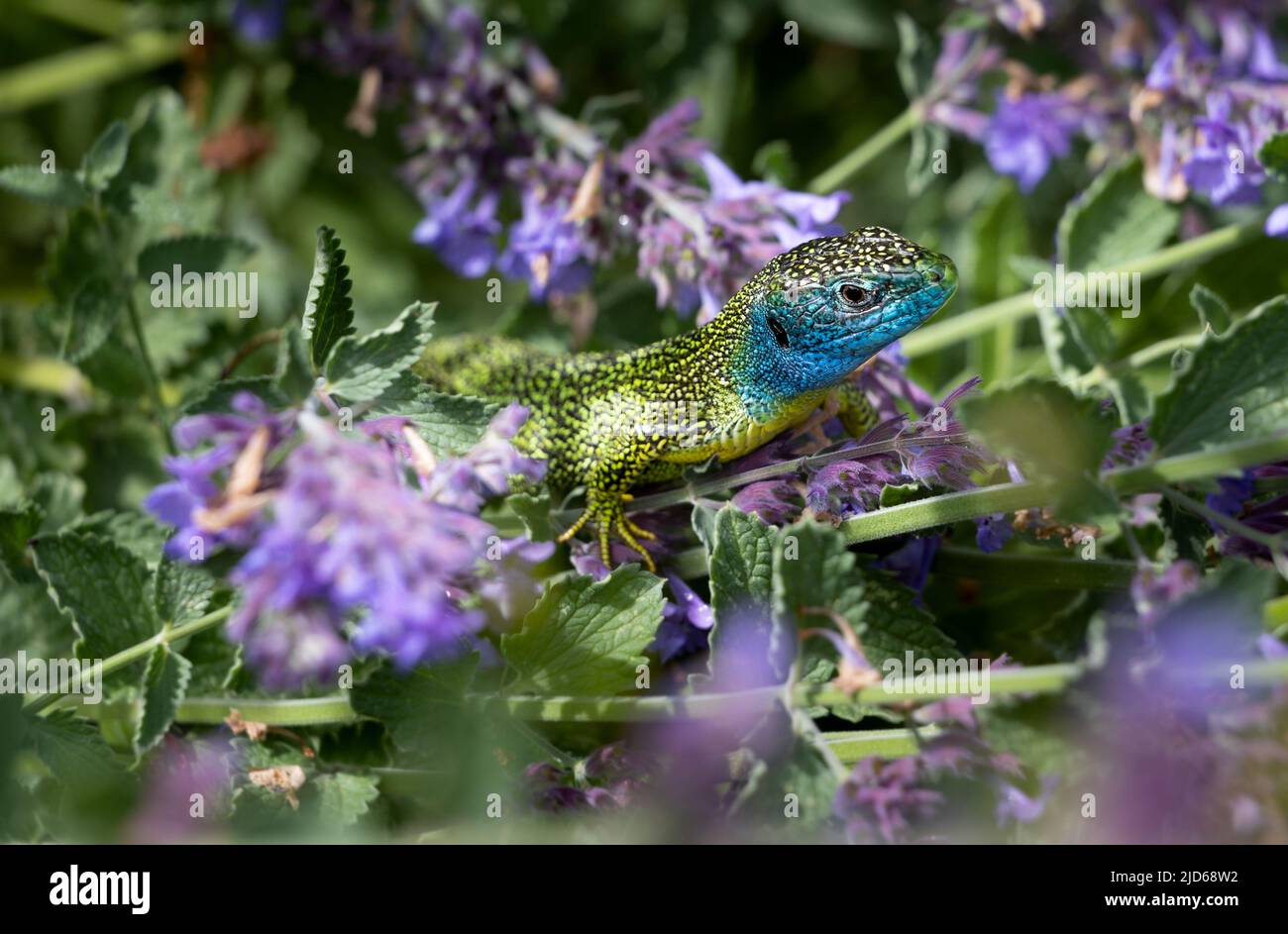 Purple lizard hi-res stock photography and images - Alamy