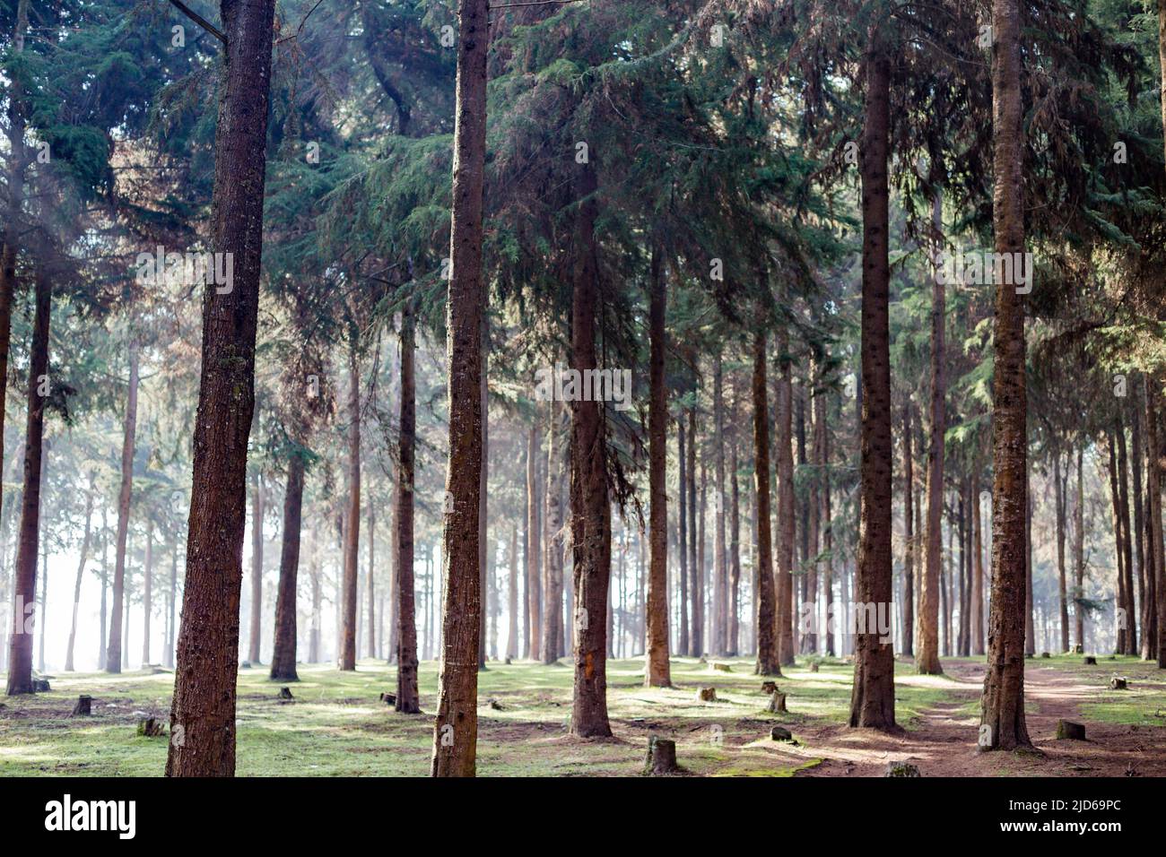 Kinale Kinare Forest Limuru Kinale Forest is 60 km from Nairobi along ...