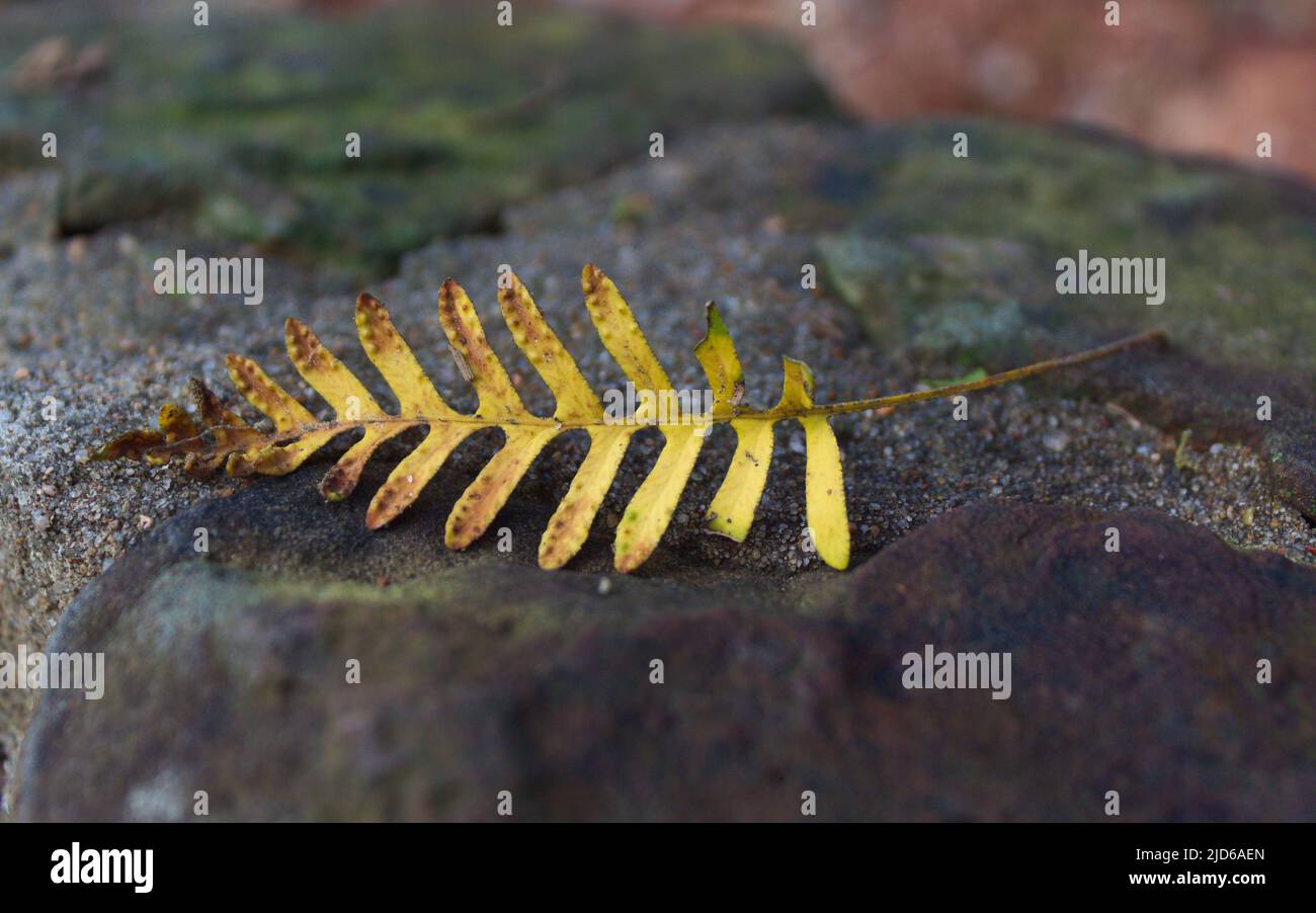 Leaf Resting on Rock Stock Photo - Alamy