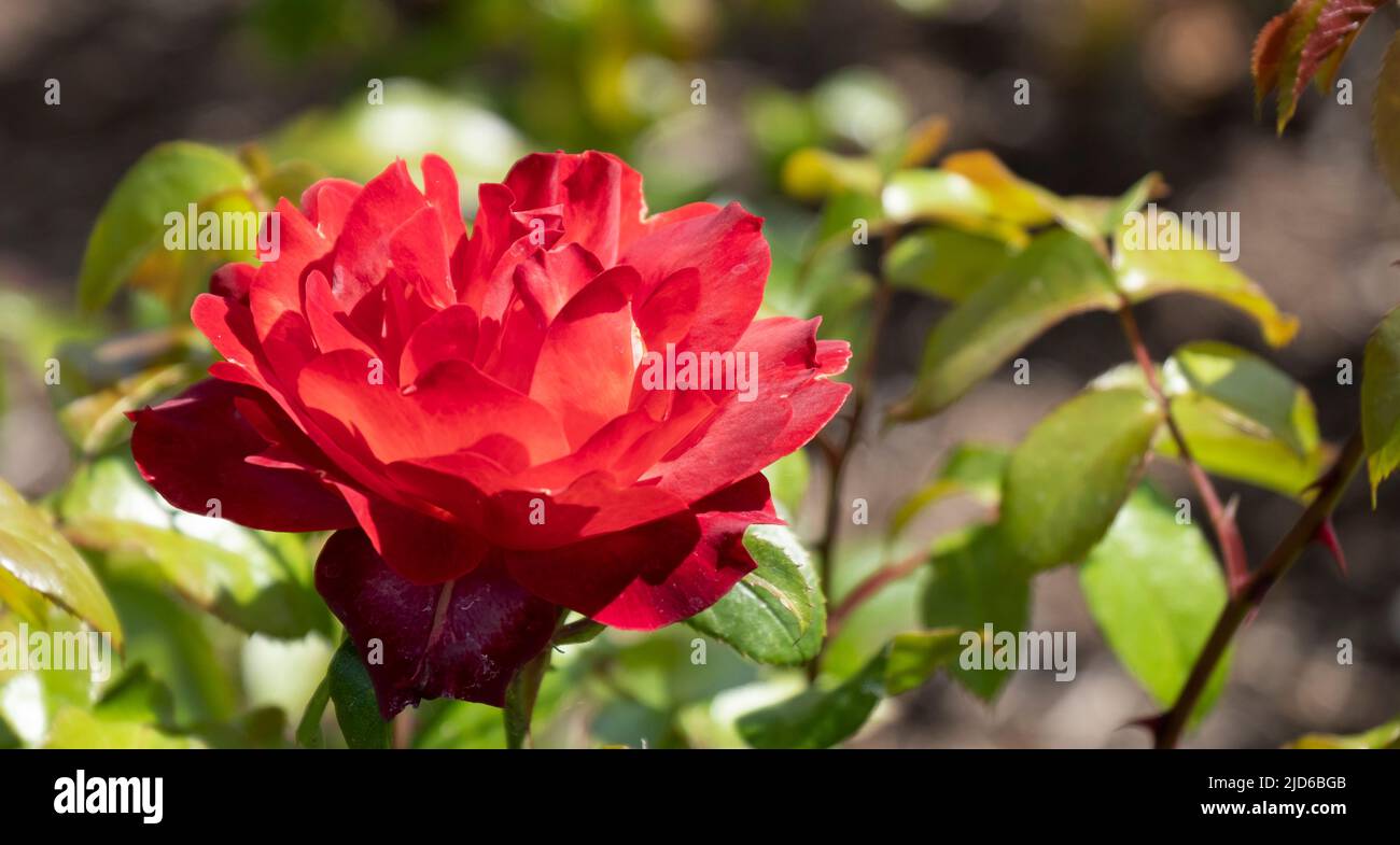 Beautiful settings at Regents park in London,UK Stock Photo - Alamy