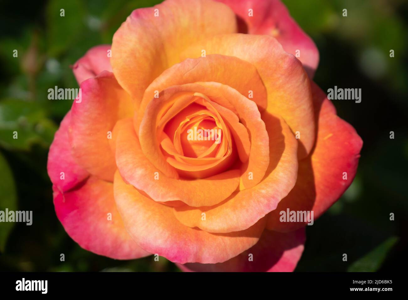 Beautiful settings at Regents park in London,UK Stock Photo - Alamy