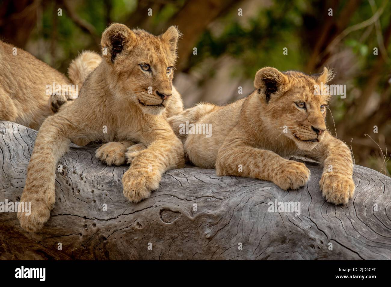 Lion cubs sitting on a fallen tree in the Kruger National Park, South ...
