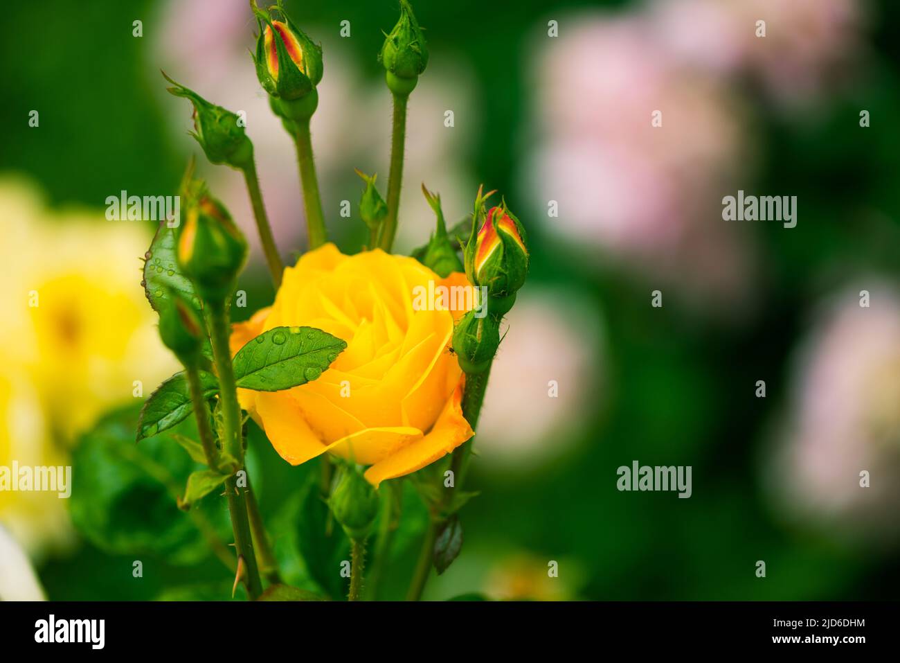 yellow roses flowers at garden sunset after rain Stock Photo - Alamy