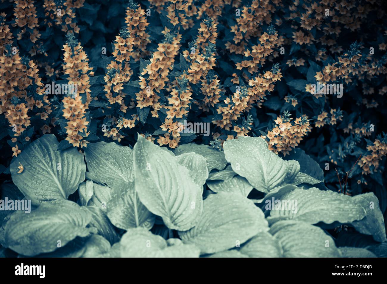 Decorative garden flowers hi-res stock photography and images - Alamy