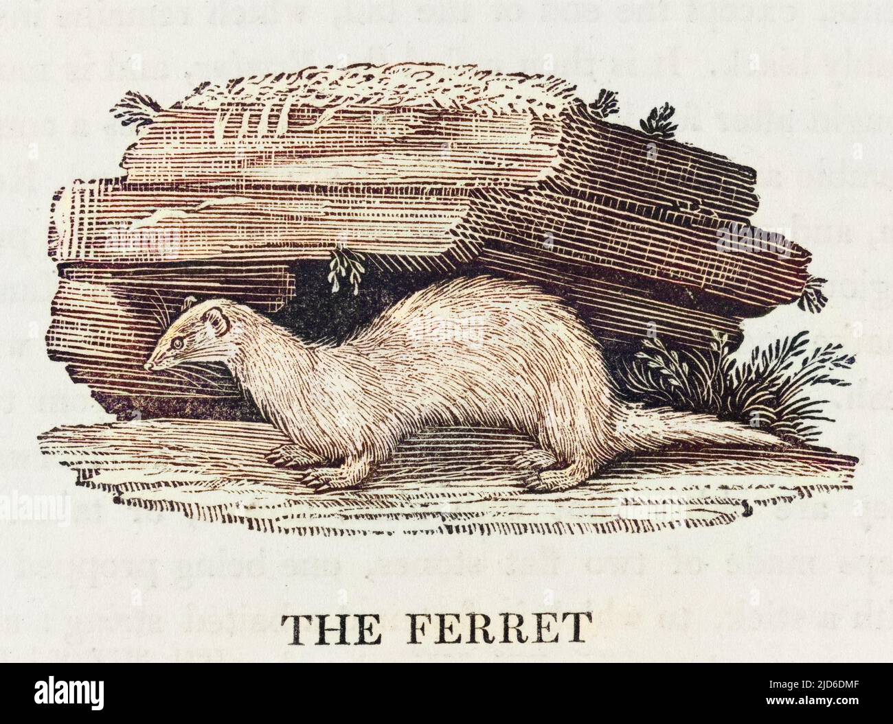 Mustela furo. A kind of polecat, used by hunters to drive rabbits from ...