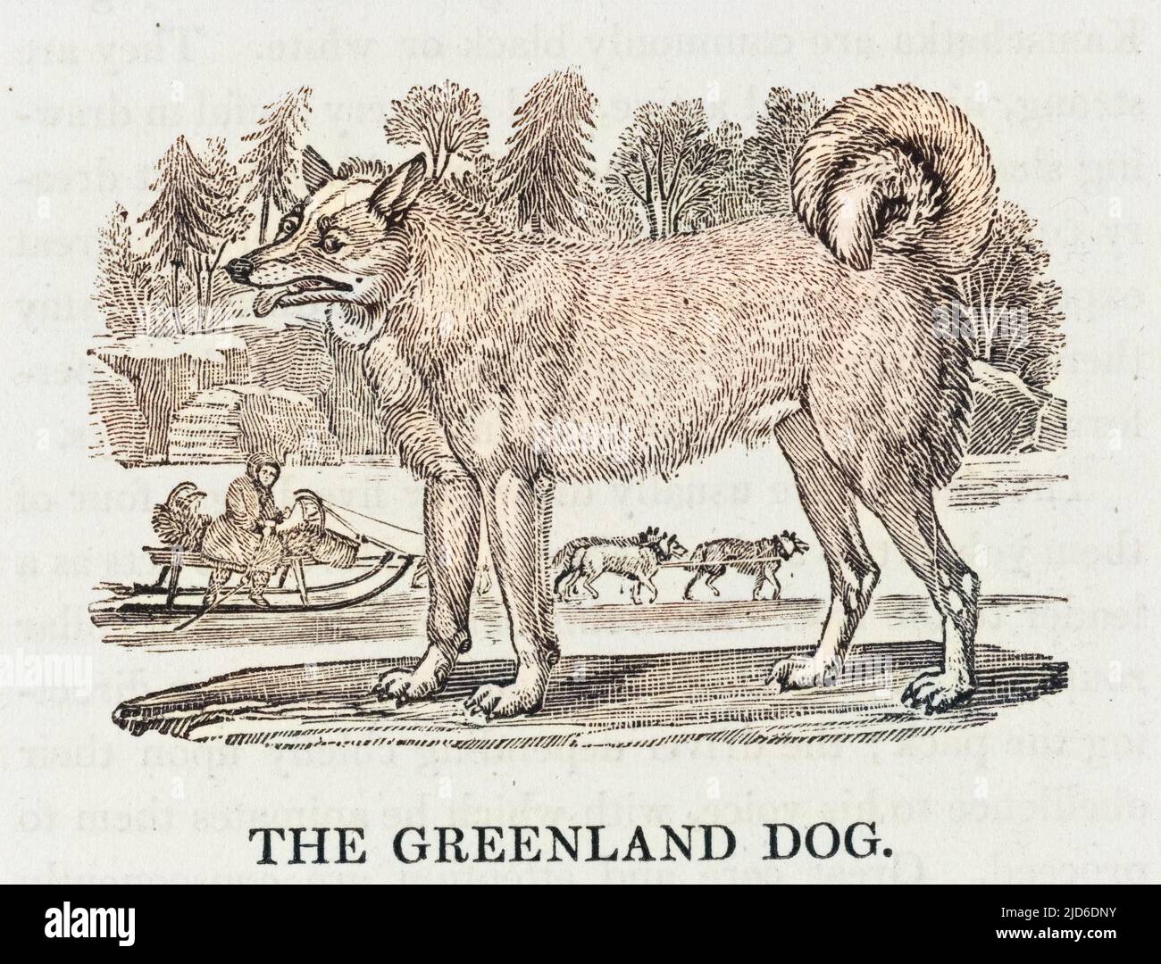 Buffon classifies it as 'Chien de Sibirie' and Bewick admits that the ...