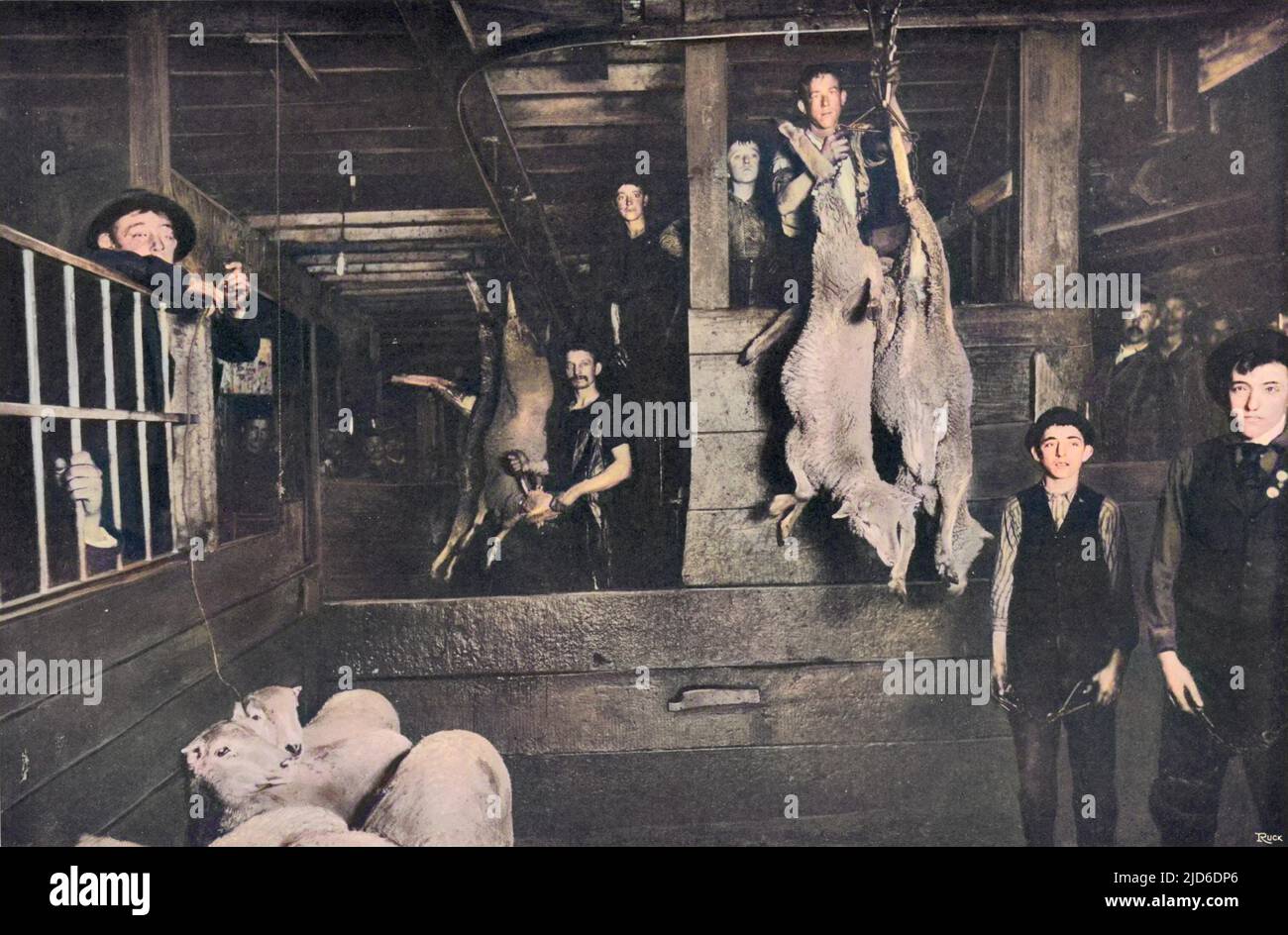 Sheep hang by their rear legs as they pass towards the attentions of ...