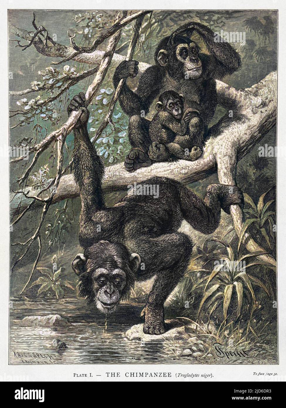 (pan troglodytes) A family of chimpanzees. Colourised version of ...
