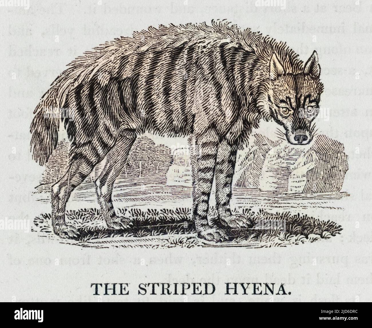canis hyaena THE STRIPED HYENA 'Its eyes are remarkably wild, sullen ...