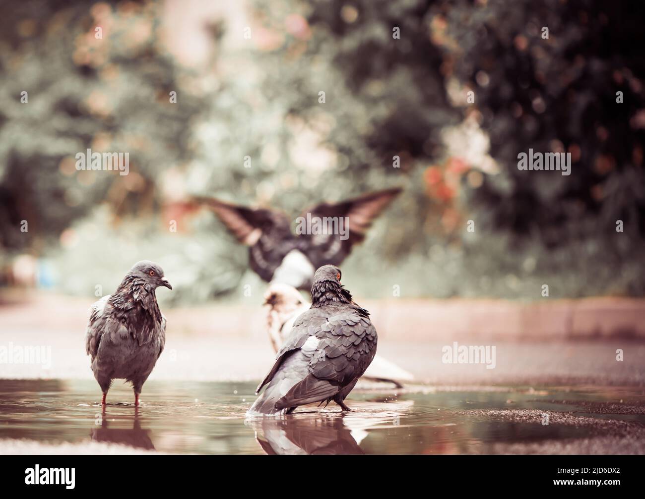 Doves environment fauna hi-res stock photography and images - Alamy