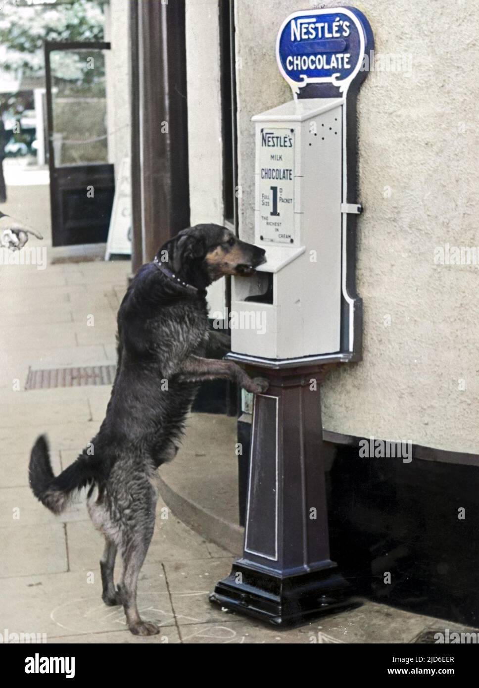 Punch has been trained by his owner to carry messages and pick up ...