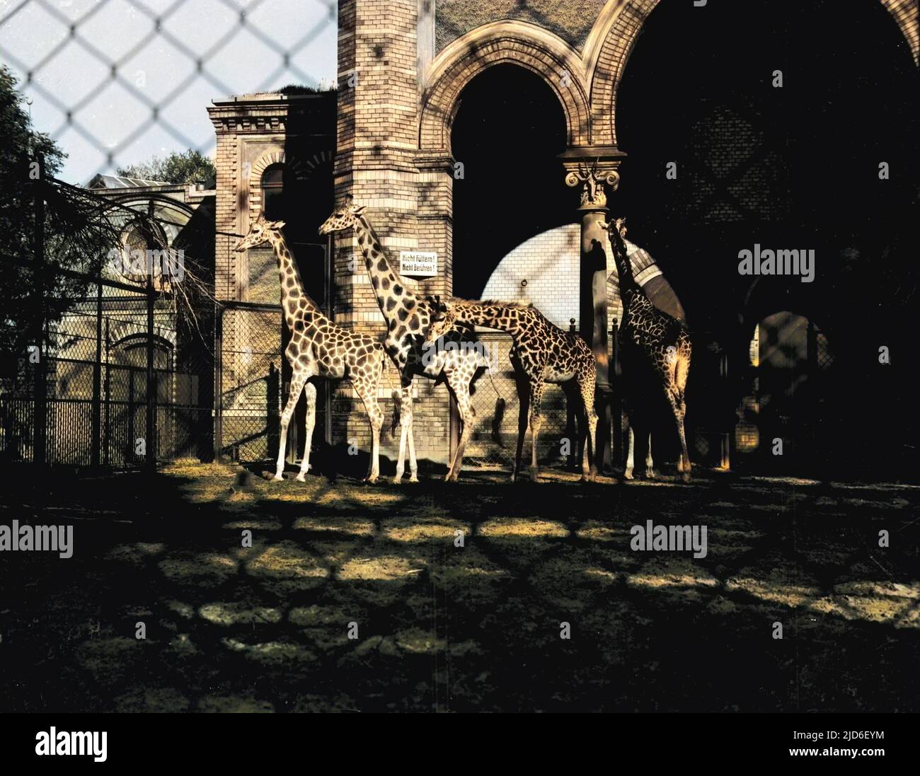Four giraffes at Berlin Zoo, Germany. Colourised version of : 10161912 ...