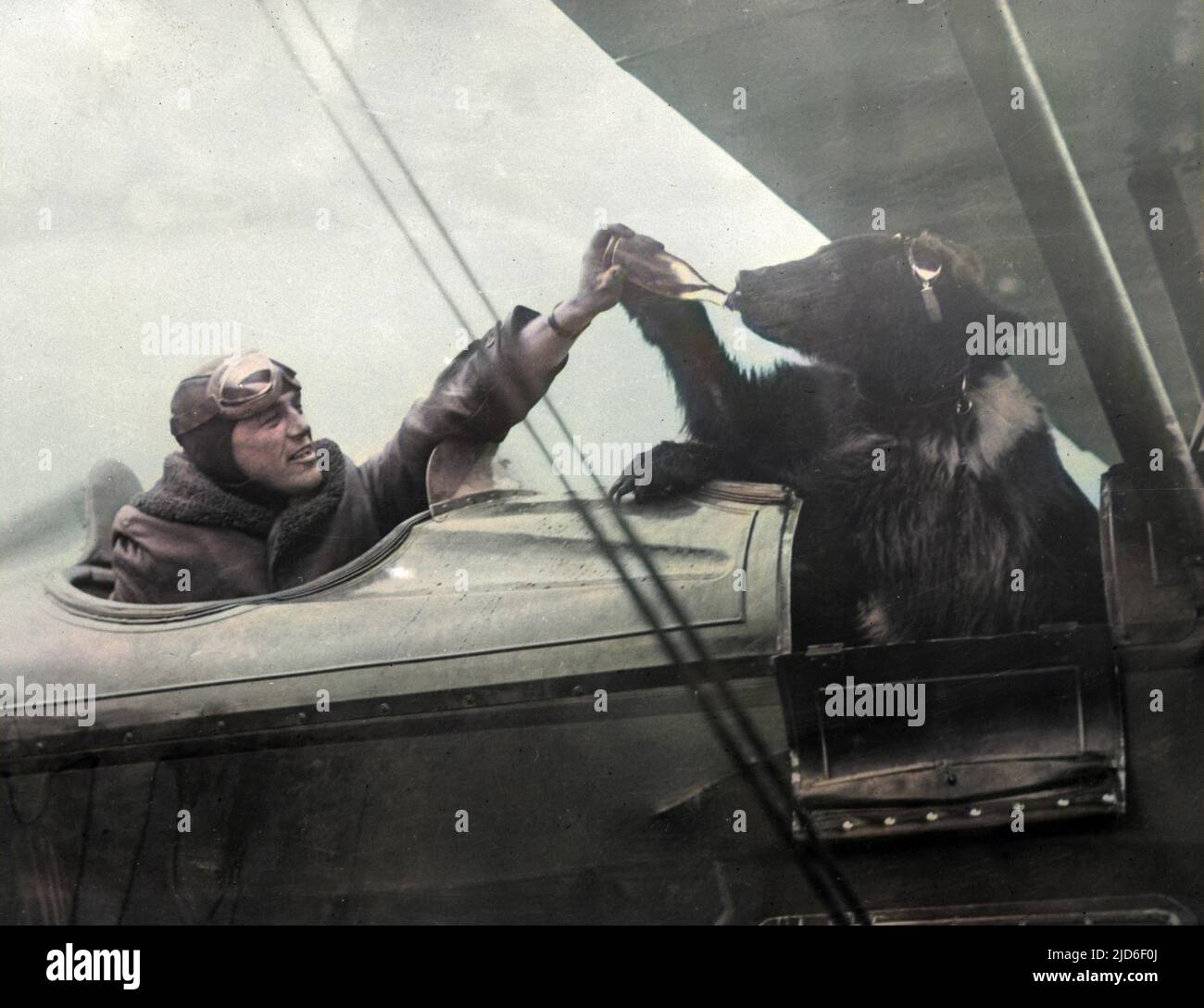 A kind pilot gives his bear passenger a drink to steady its nerves ...