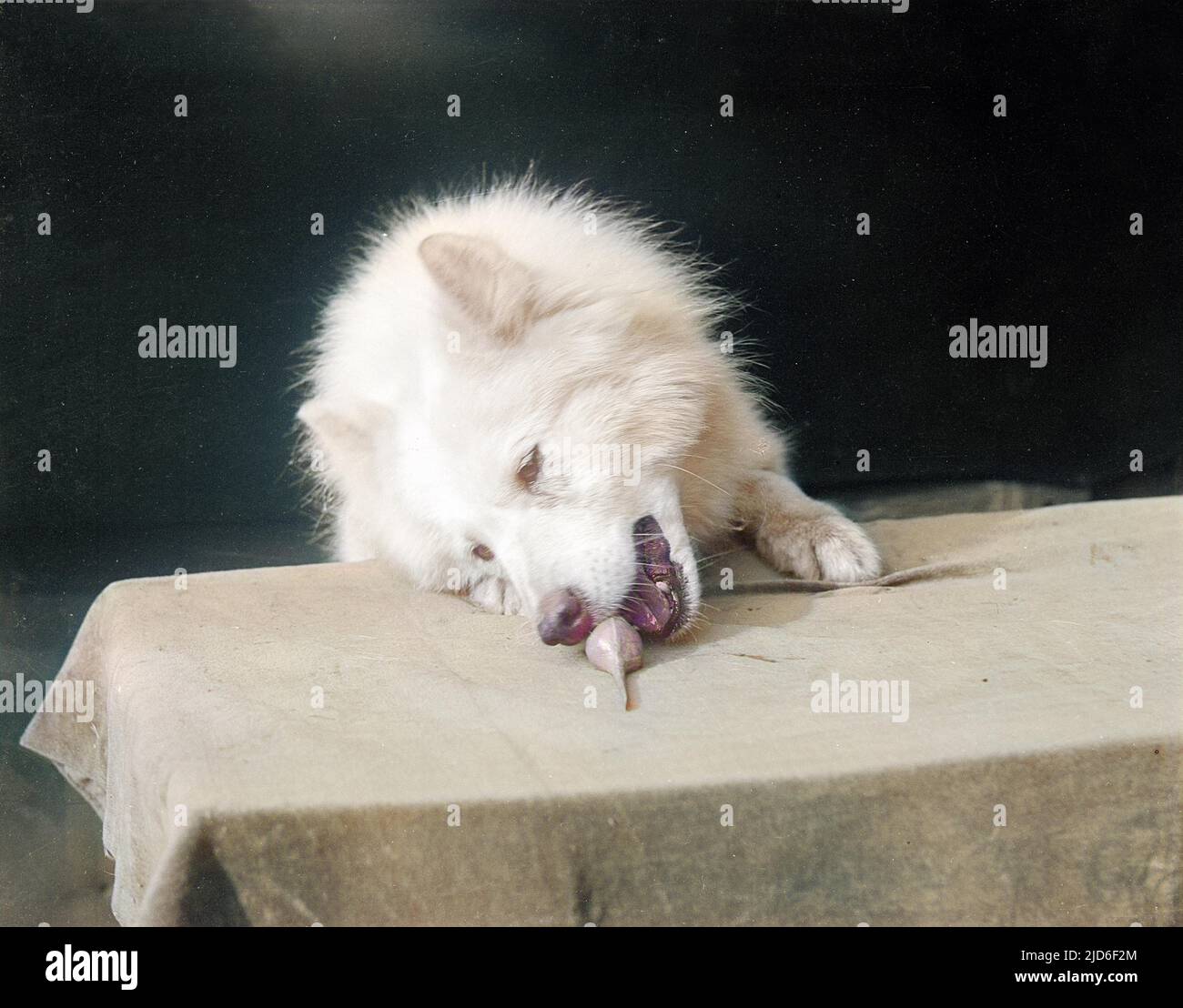 A Samoyed dog chewing something on a table. Colourised version of ...