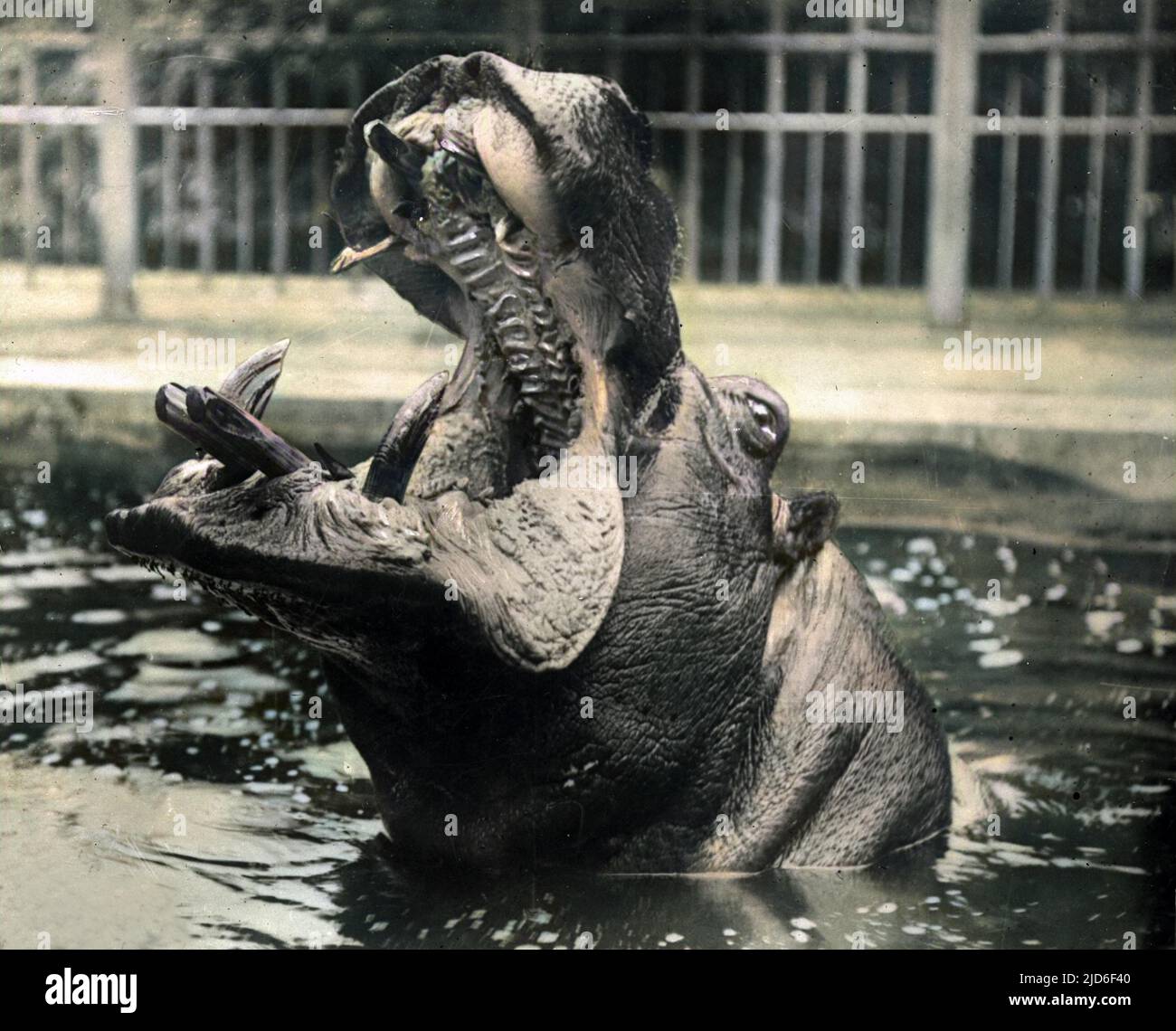 A hippo in a pool at a zoo, shouting its head off! Colourised version ...