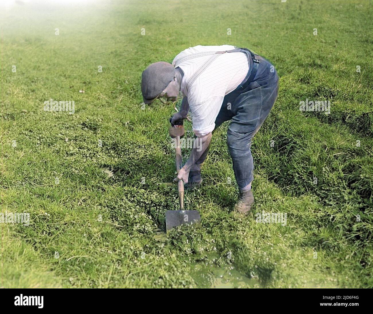 A man in flat cap digging, possibly digging up potatoes or root ...