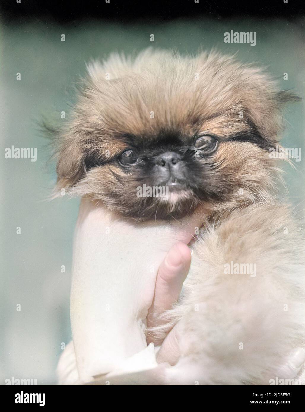 A Pekingese dog being hand- held for the camera. Colourised version of ...