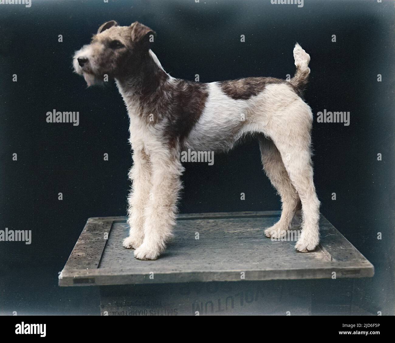 Do Wire Haired Fox Terriers Shed
