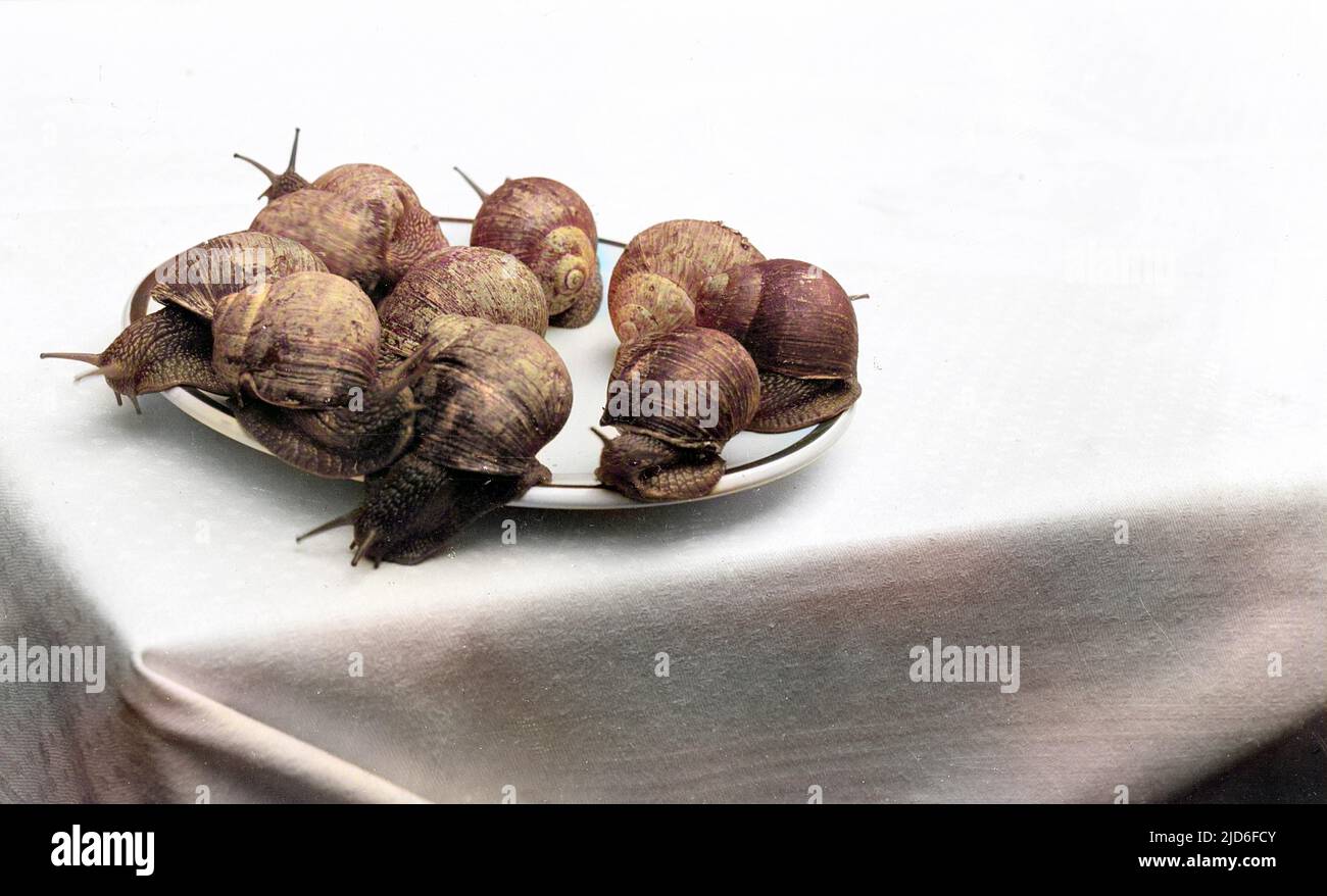 A plate of 'edible' snails. Colourised version of : 10164389 Date ...