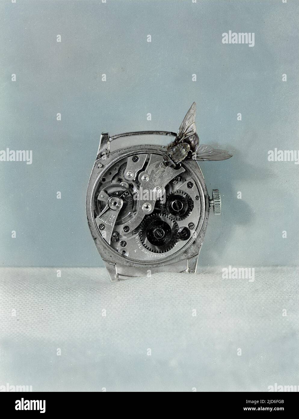 Time flies ... a fly muses on the workings of a watch. Colourised ...