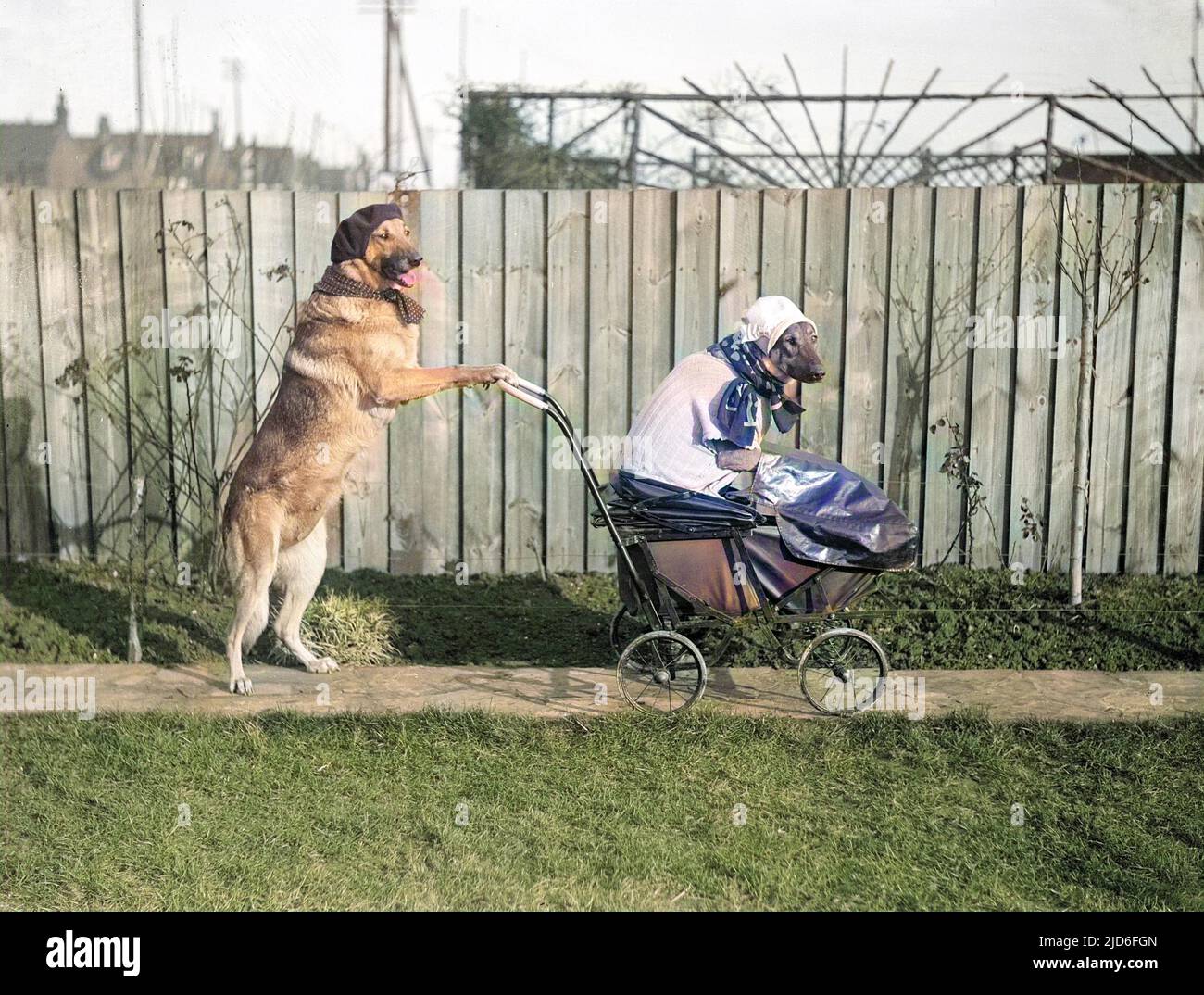 Dog Dressed As A Baby