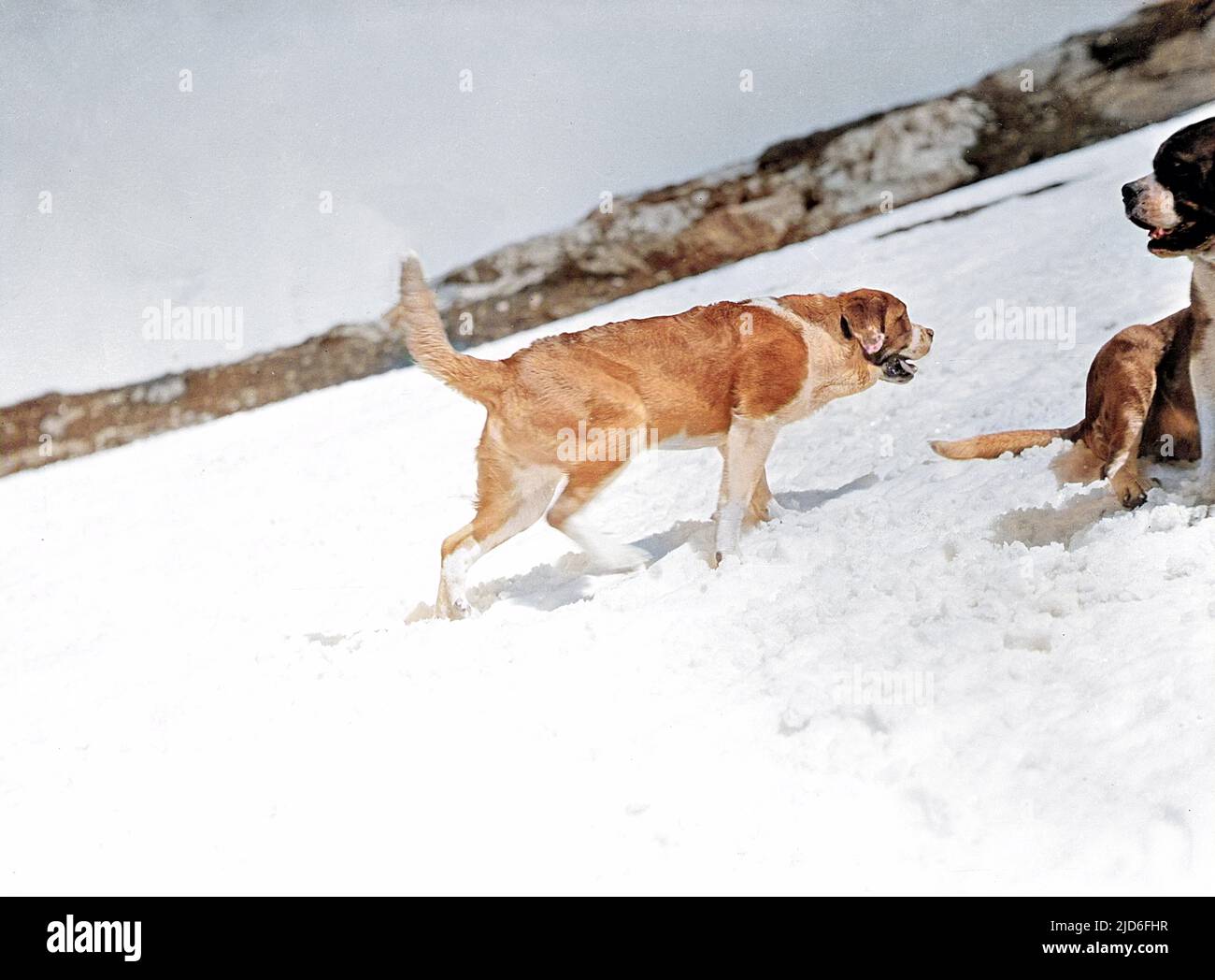 Two St. Bernard dogs in the snow. Colourised version of : 10165275 Date ...