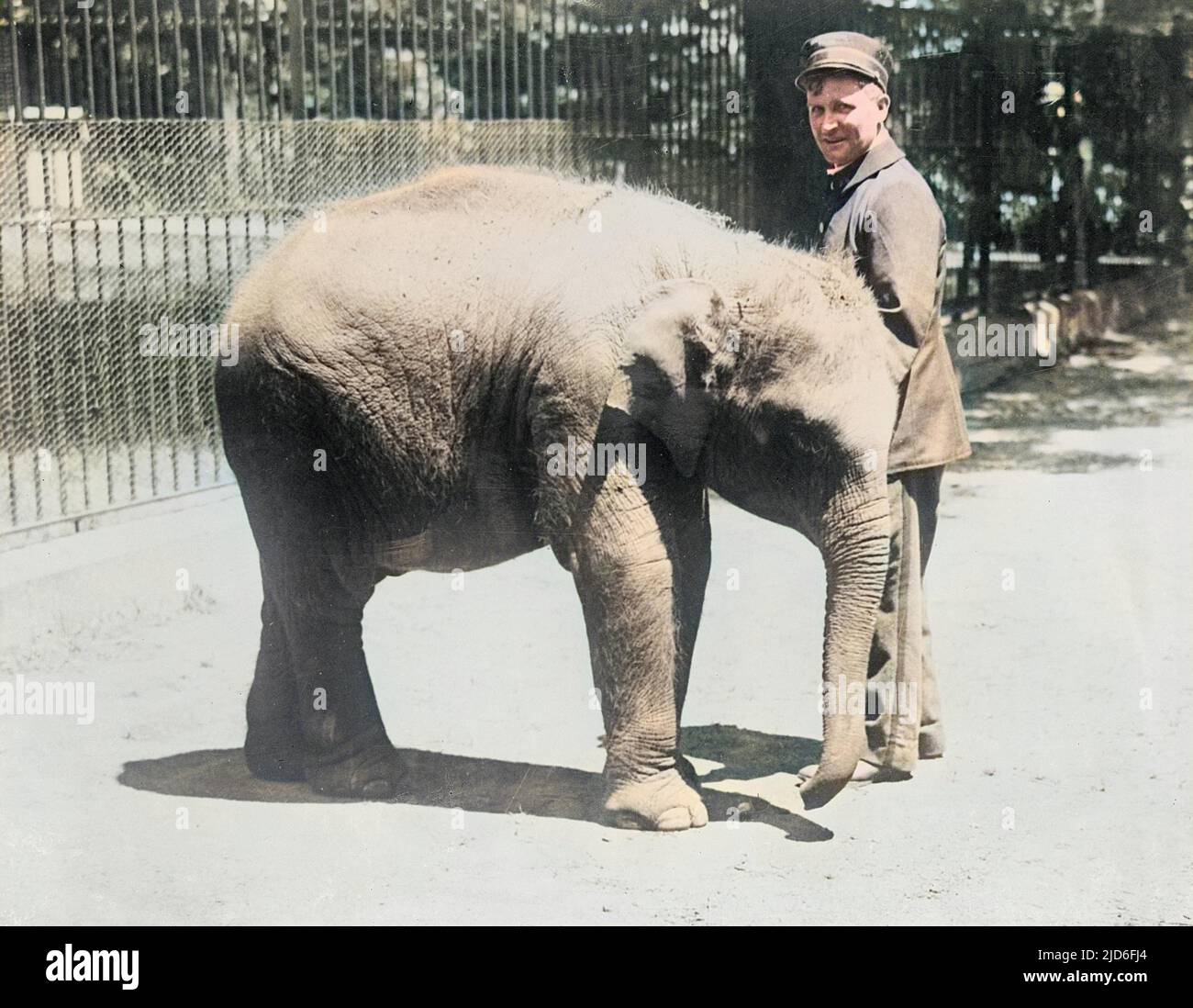 A baby elephant with its keeper, Muncich zoo, Germany. Colourised ...