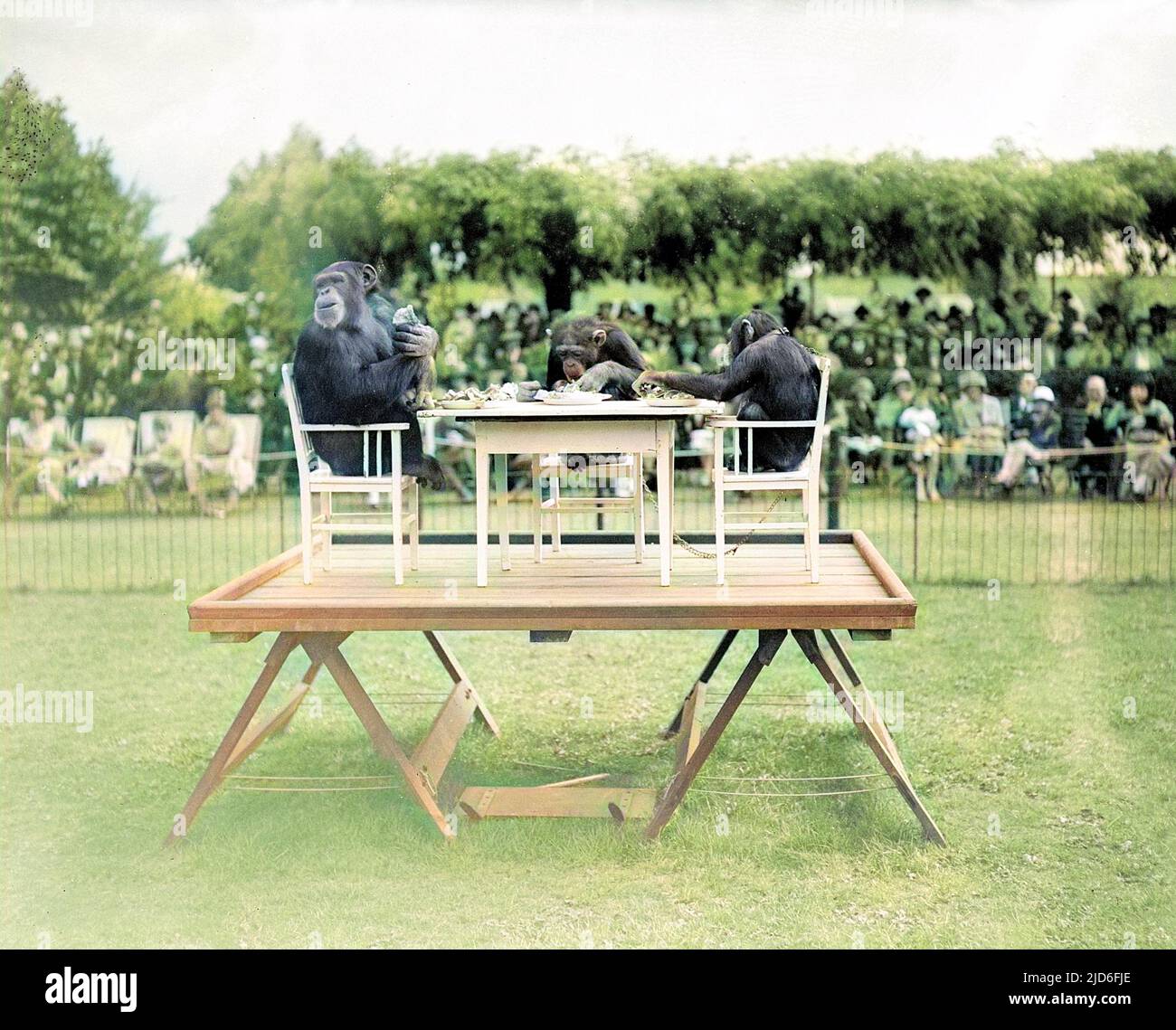 Party animals chimpanzees hi-res stock photography and images - Alamy