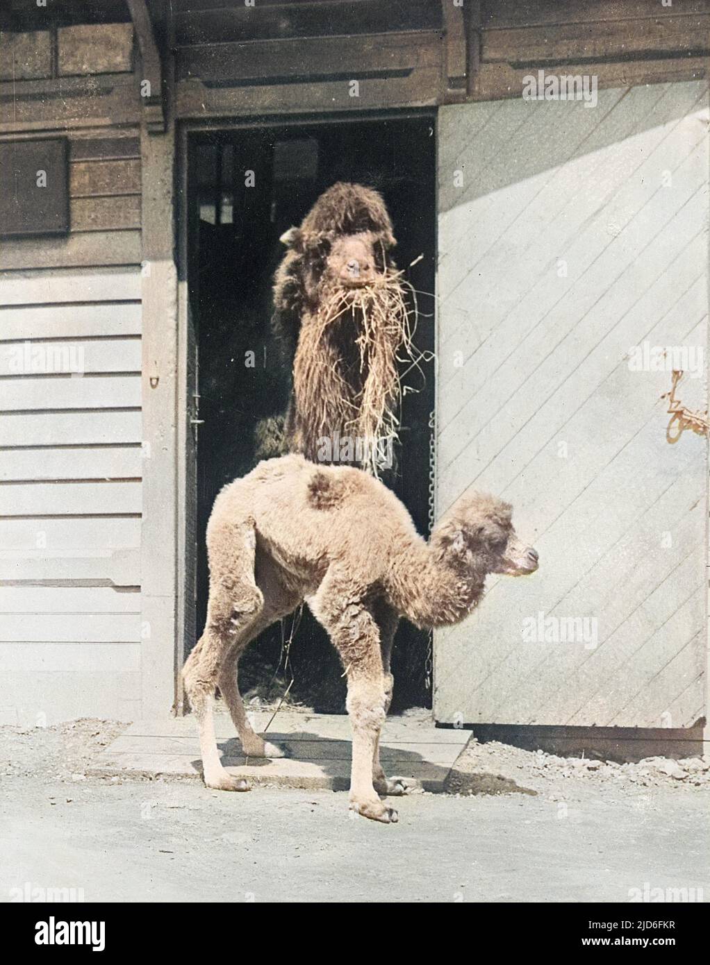 A cute baby camel, admired by his proud mother, chewing straw in a ...