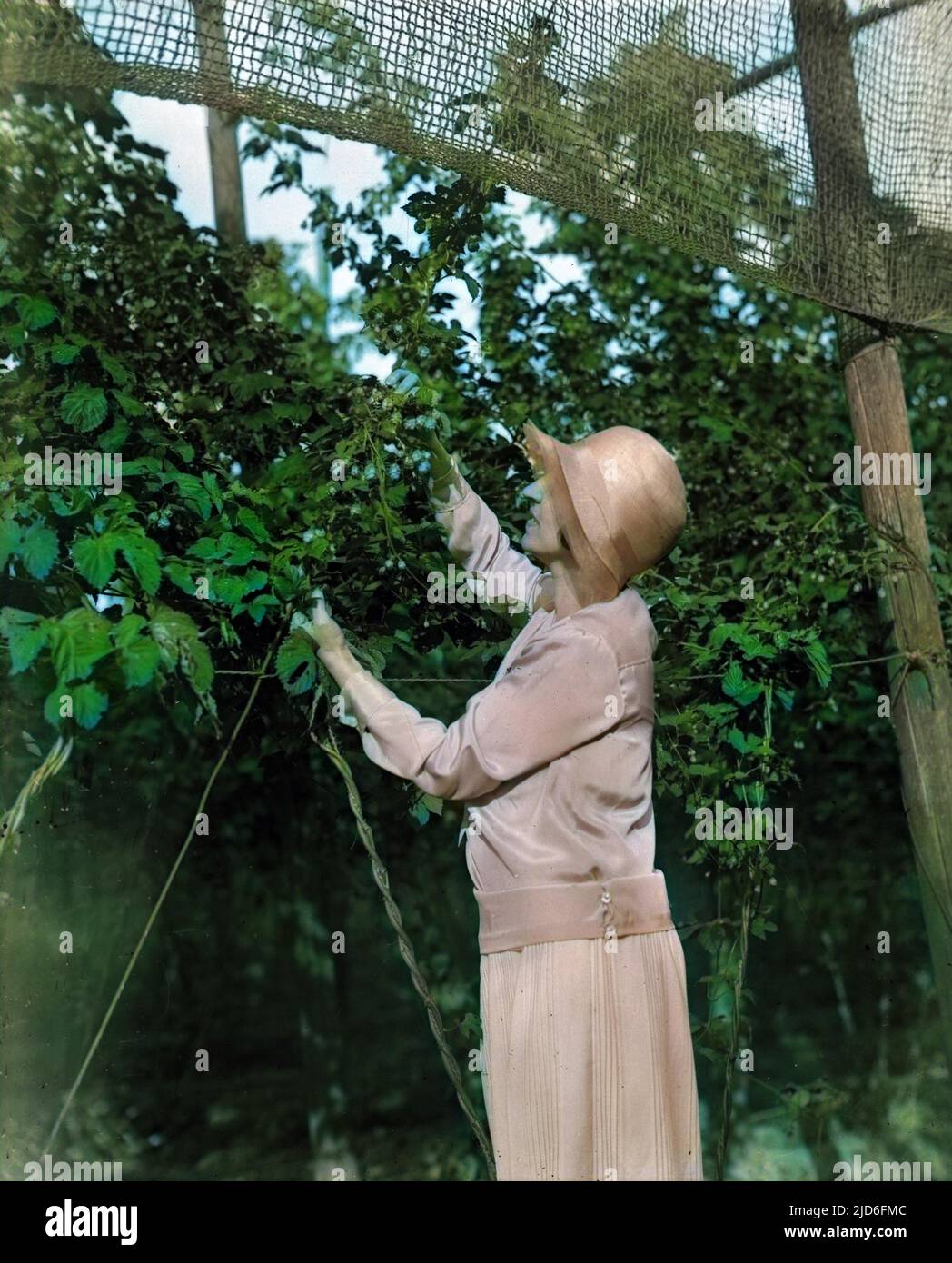 Hop picking kent england hop hi-res stock photography and images - Alamy