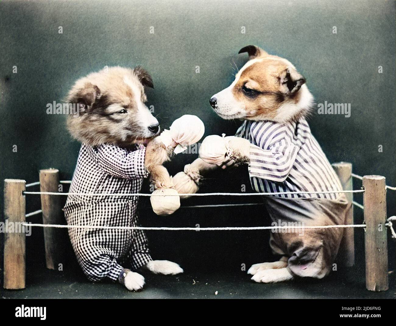 Boxing dogs fight it out in the ring! Colourised version of : 10165693 ...