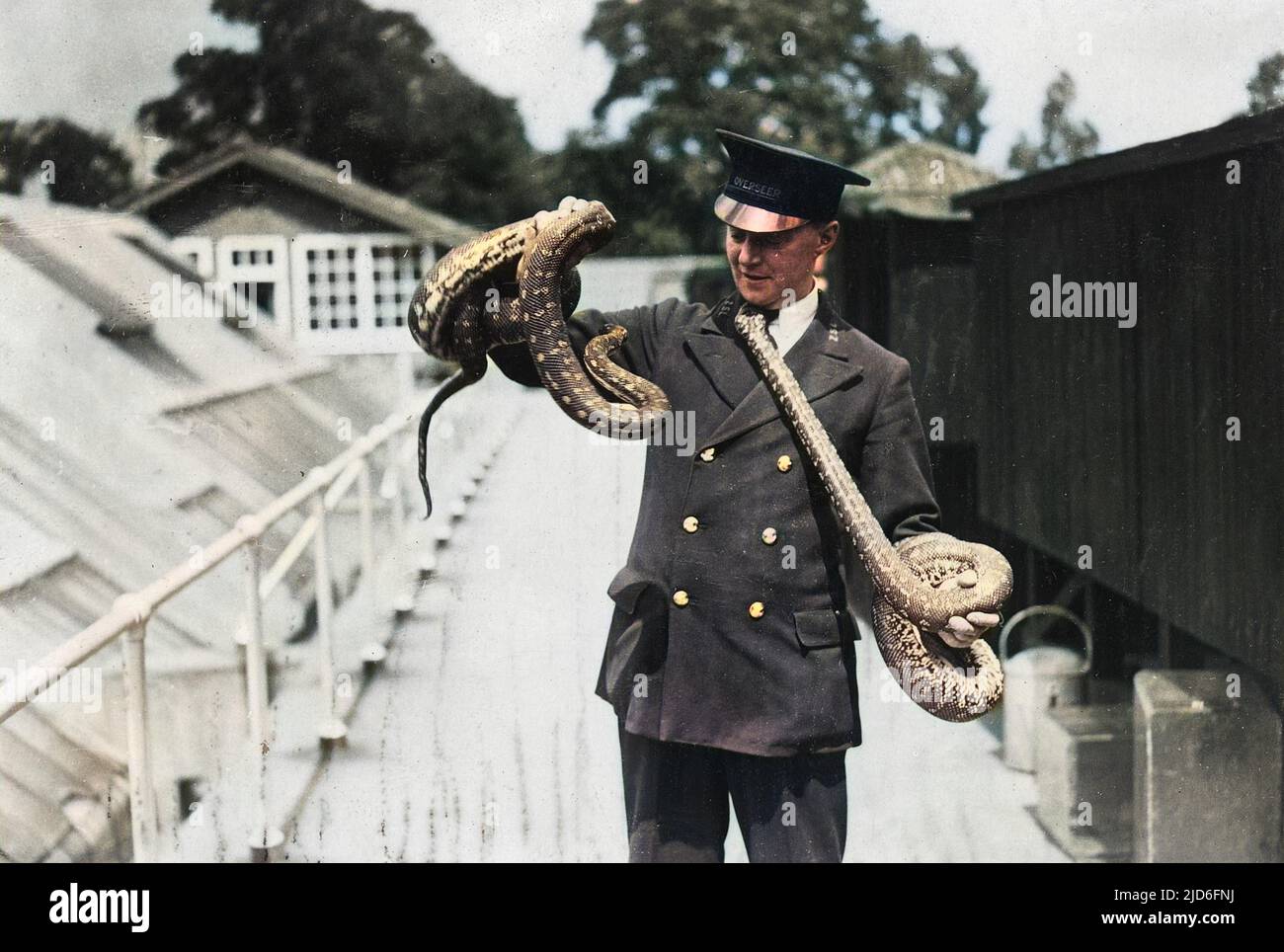 A zoo keeper in a tangle with two friendly snakes! Colourised version ...