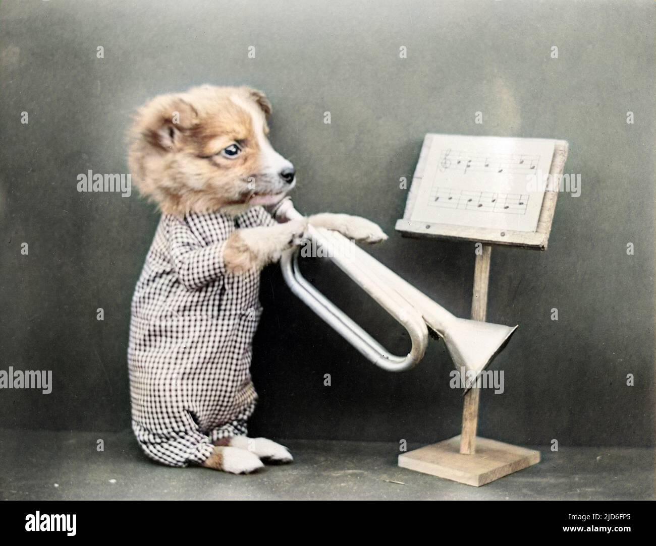 A dog playing a trumpet, reading sheet music from a stand! Colourised ...