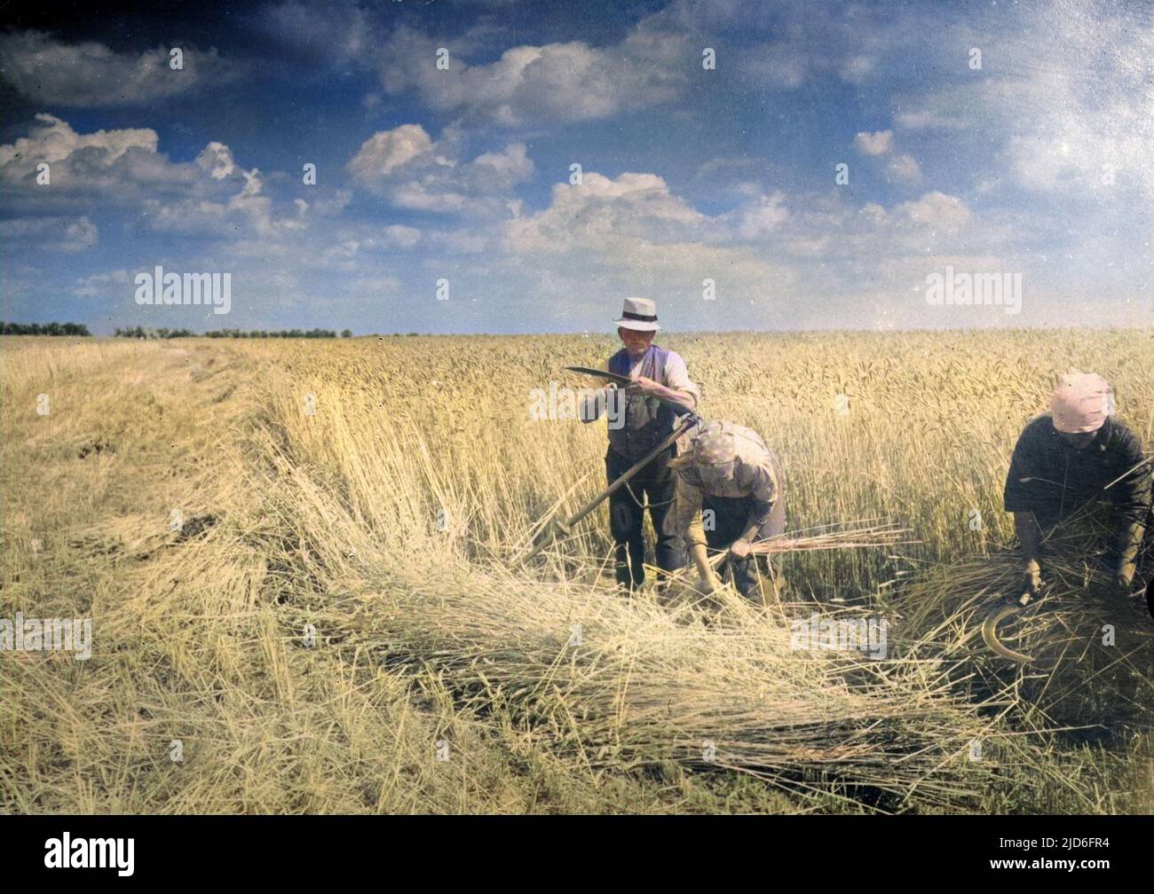 Harvesting on a British farm. Colourised version of : 10167505 Date ...