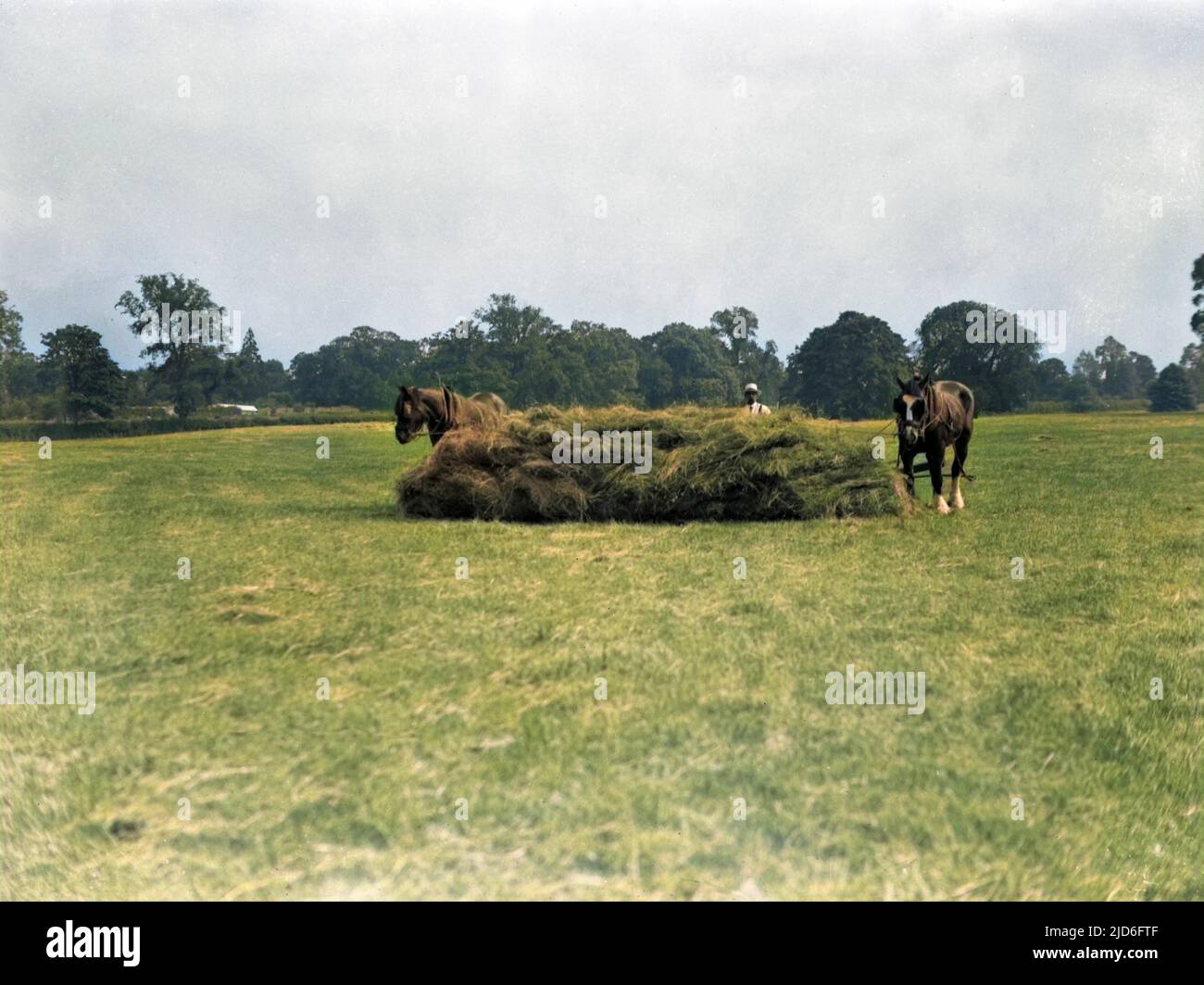 Collecting hay with horses on an English farm. Colourised version of ...
