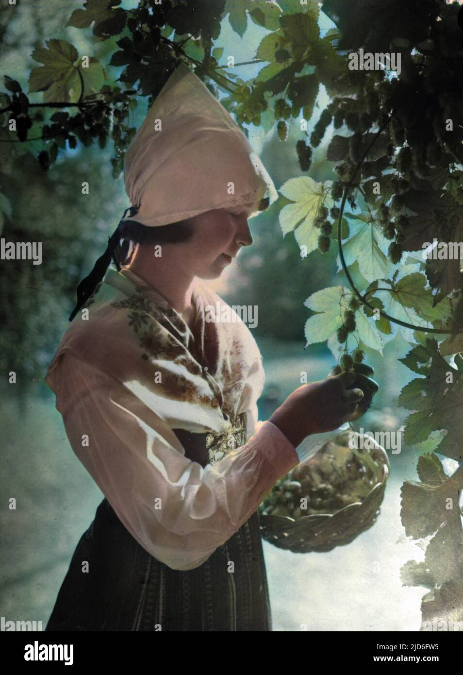 A Swedish girl hop picker. Colourised version of : 10167536 Date: early ...