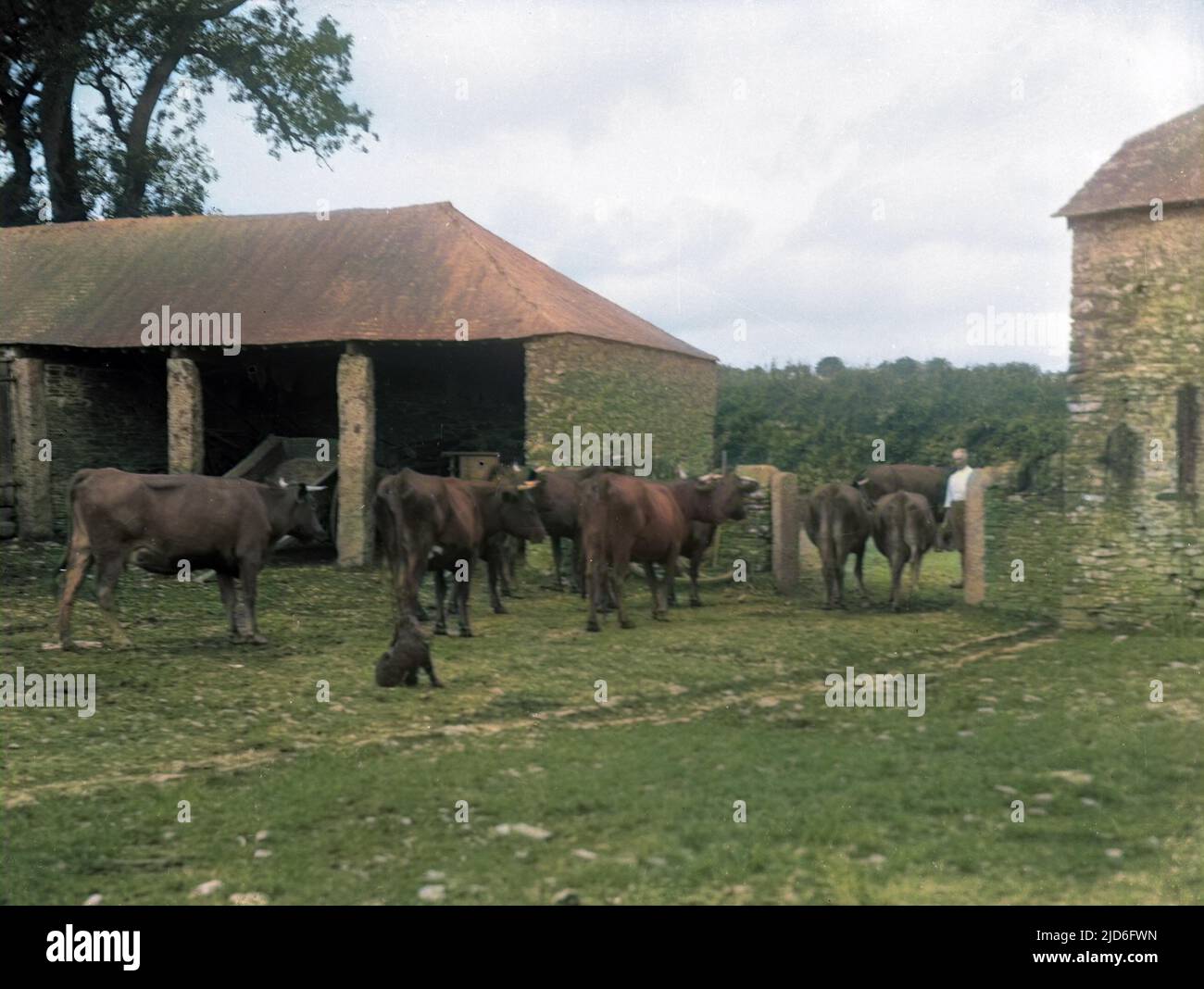 Cattle entering a farmyard on a farm in Devon, England. Colourised ...