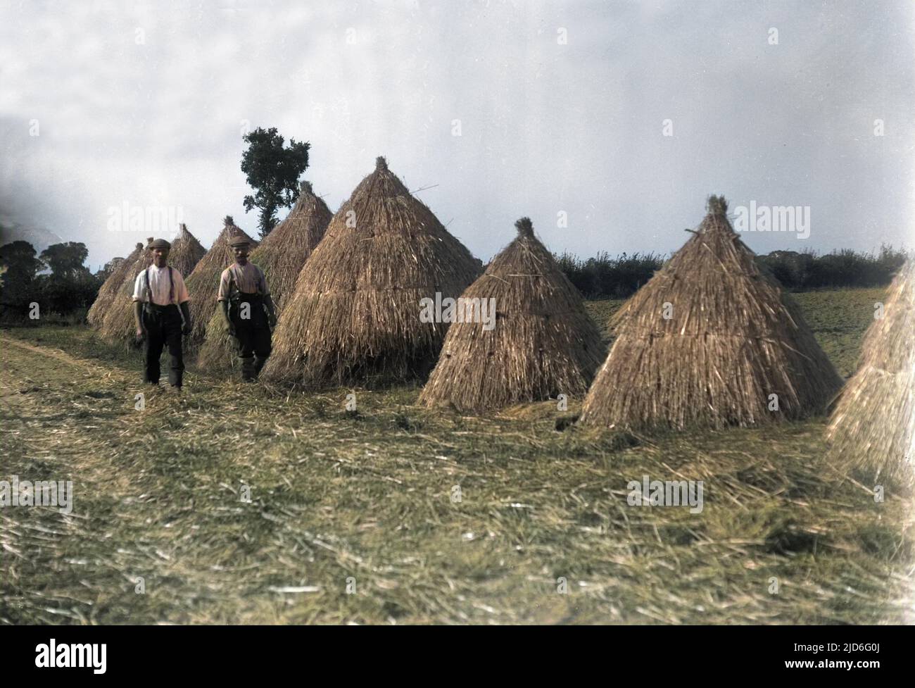 A completed row of flax stacks for the linen industry, in a farm in ...