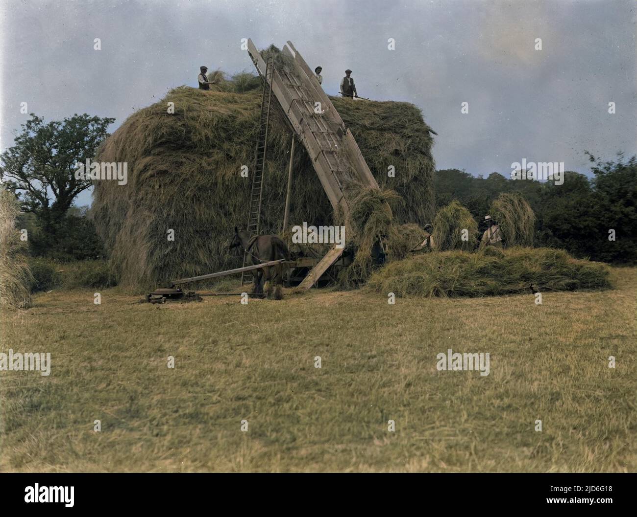 Haymaking onto a giant haystack on an English farm. Colourised version ...