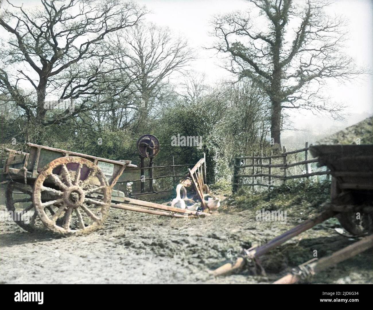 An English farmyard scene, with geese and an old disused wooden cart ...