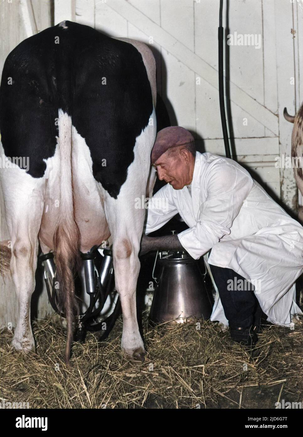 A dairy farmer in Lincolnshire, England, putting a mechanical milking ...