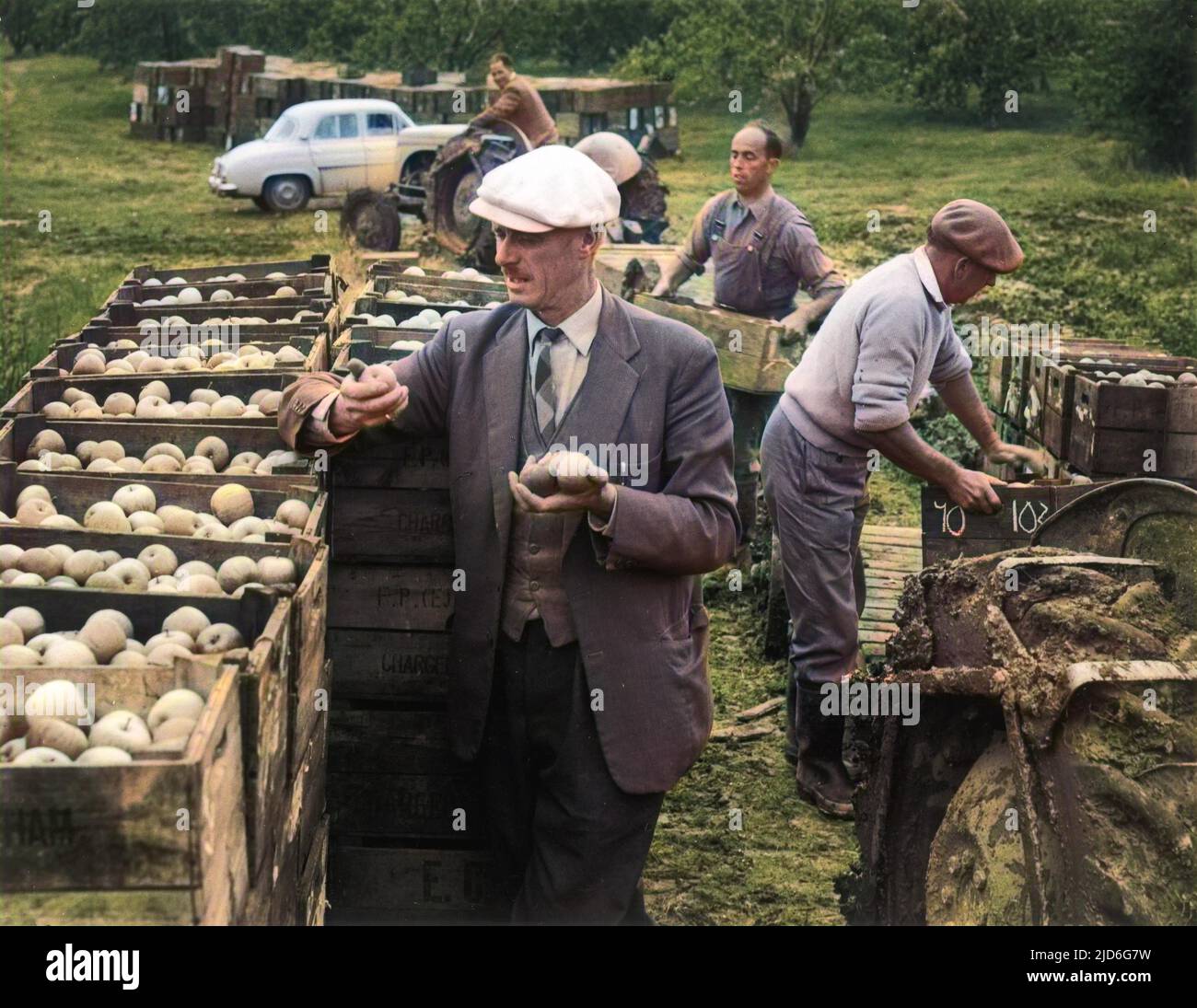 Harvesting apples on a British farm. After being picked, the crop is ...