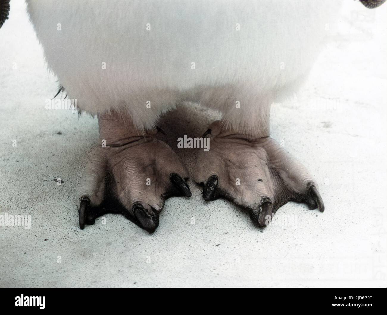 A pair of Rockhopper Penguin feet. Colourised version of : 10174457 ...